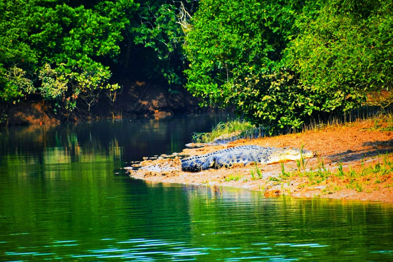 7 Most Important Details To Enjoy Bhitarkanika National Park; Stay At ...